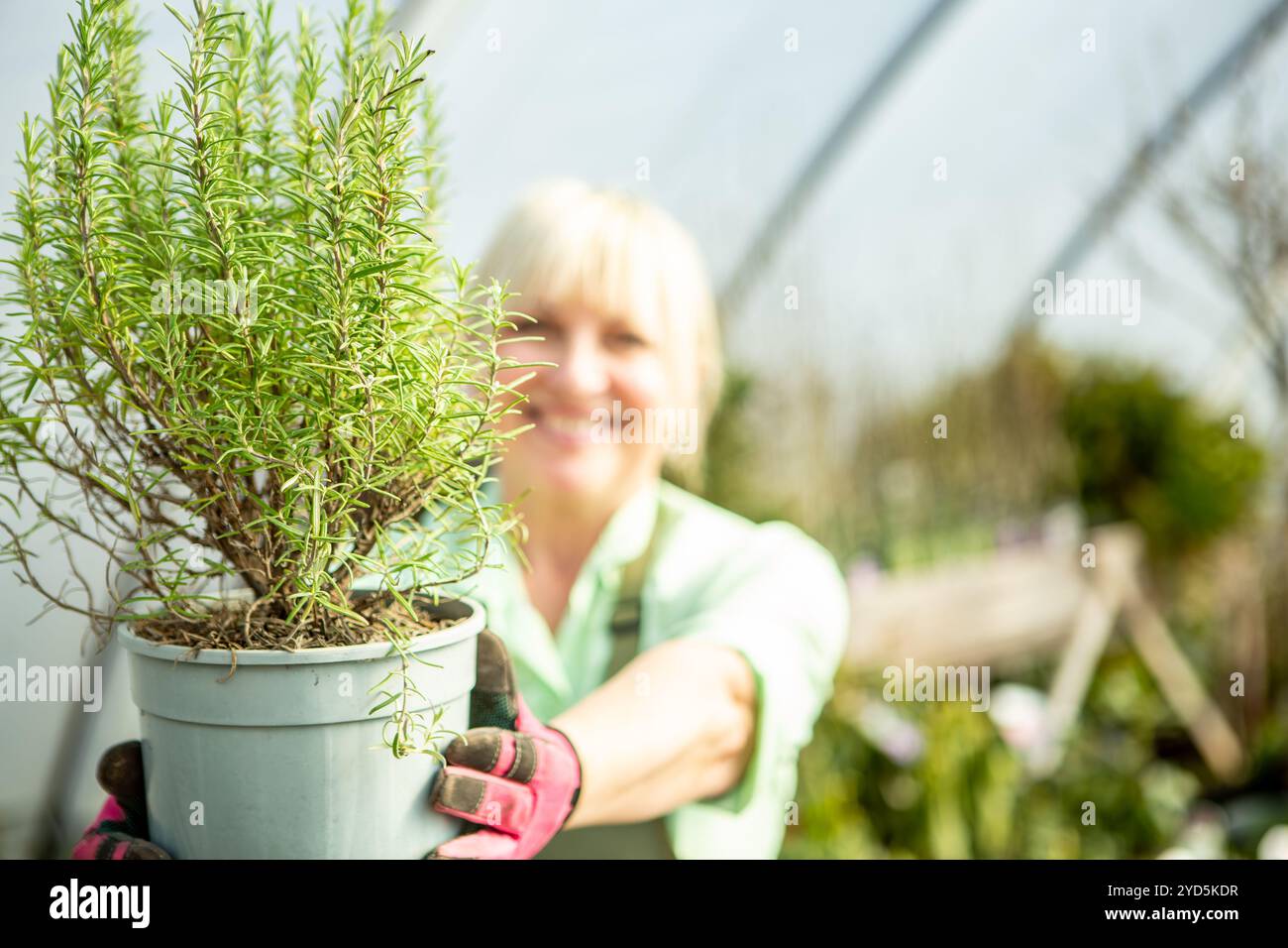 Woman smiling rosemary plant hi-res stock photography and images - Alamy