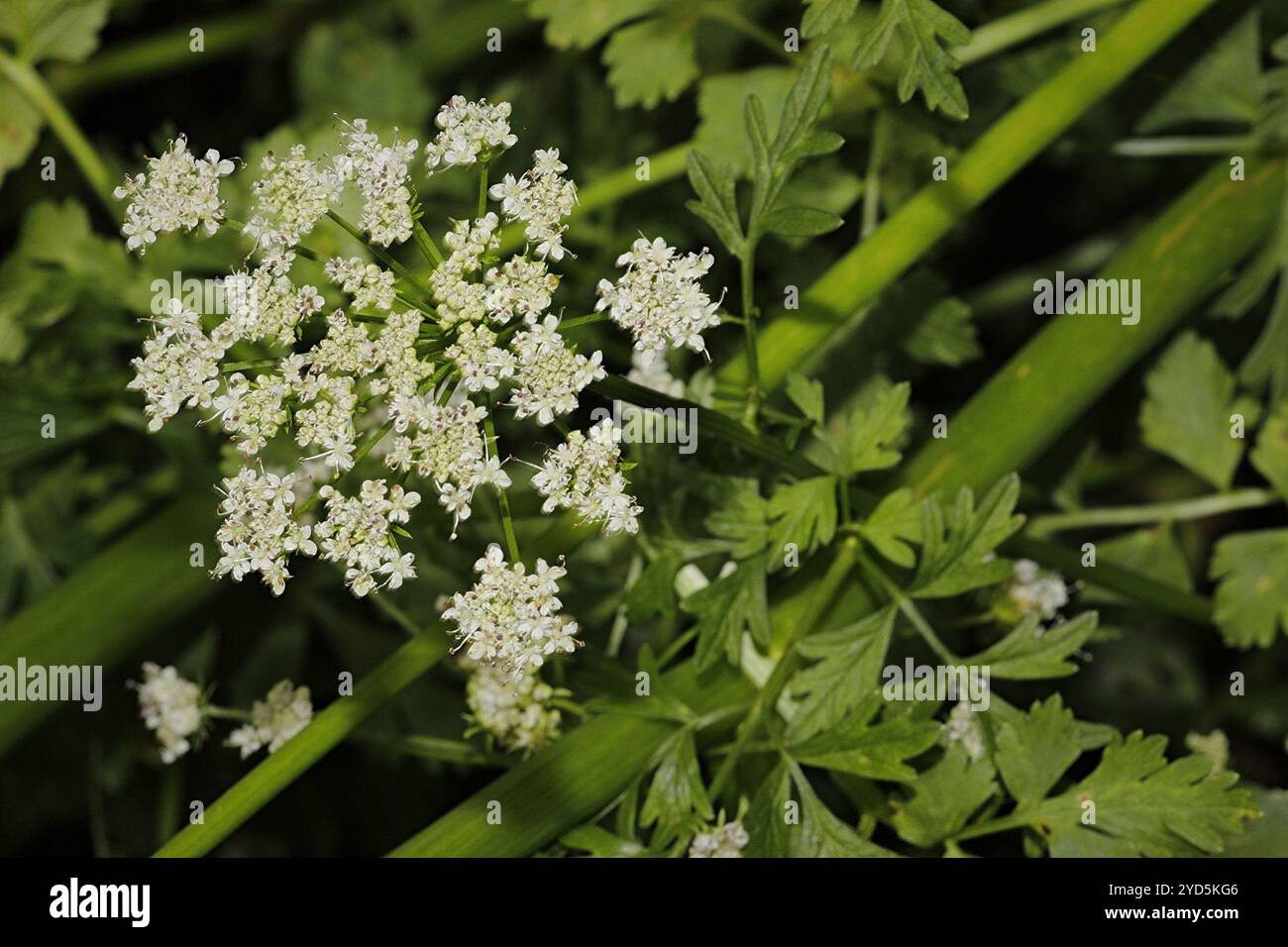 Hemlock Water-dropwort (Oenanthe crocata Stock Photo - Alamy