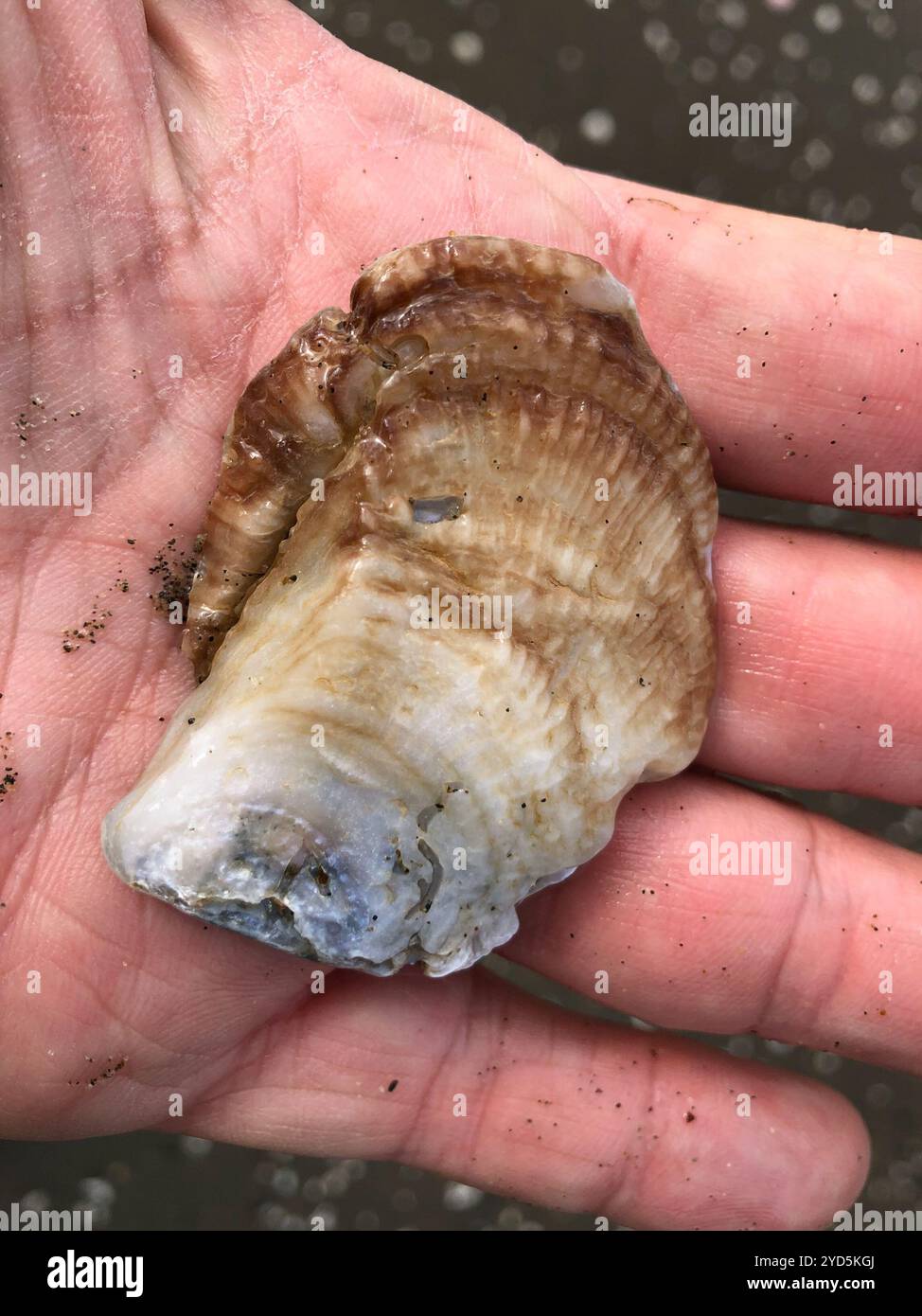 Giant Rock Scallop (Crassadoma gigantea Stock Photo - Alamy