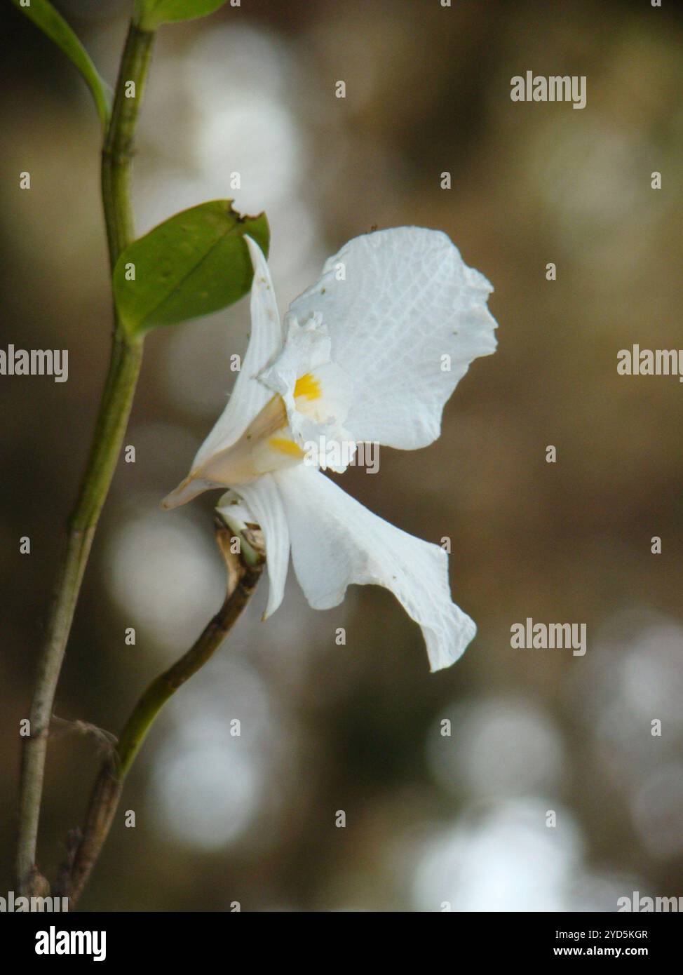 Dendrobium infundibulum hi-res stock photography and images - Alamy