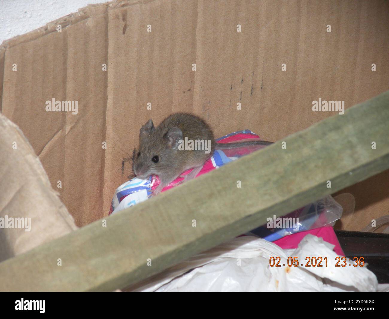 black-footed pygmy rice rat (Oligoryzomys nigripes Stock Photo - Alamy