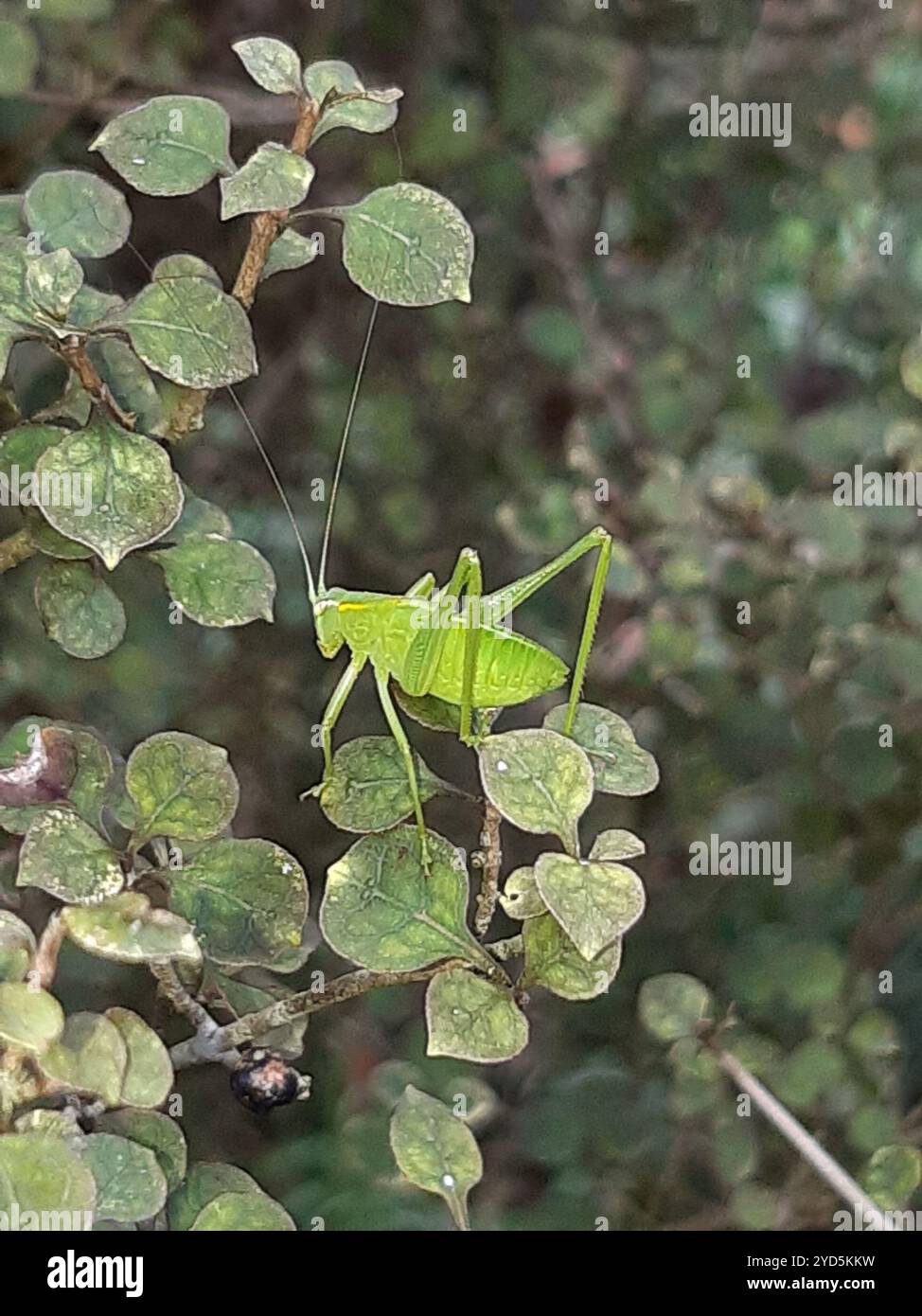Australian Common Garden Katydid (Caedicia simplex Stock Photo - Alamy