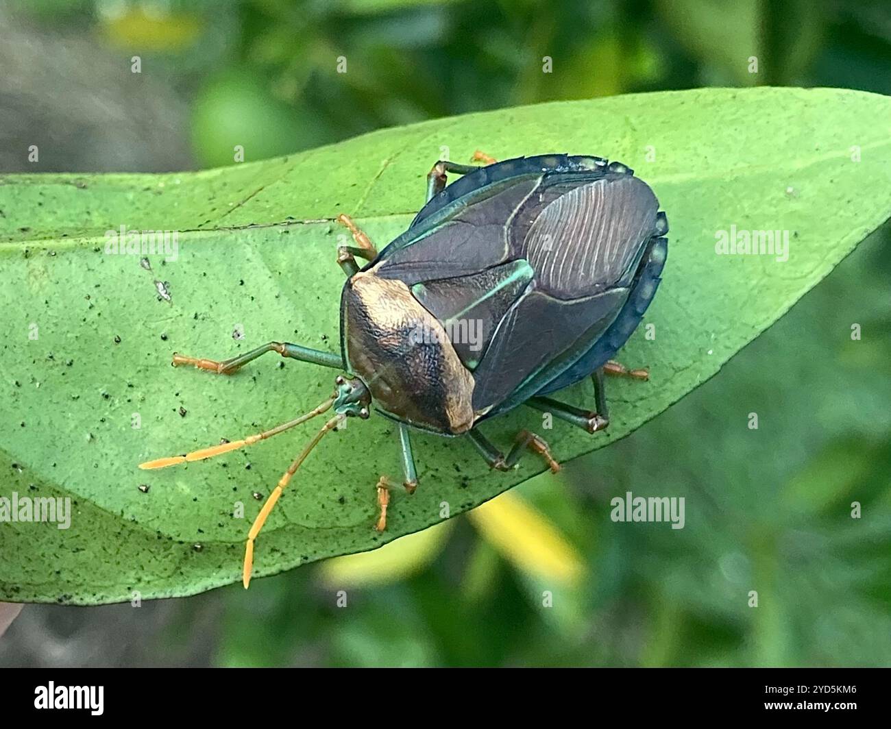 Bronze Orange Bug (Musgraveia sulciventris Stock Photo - Alamy