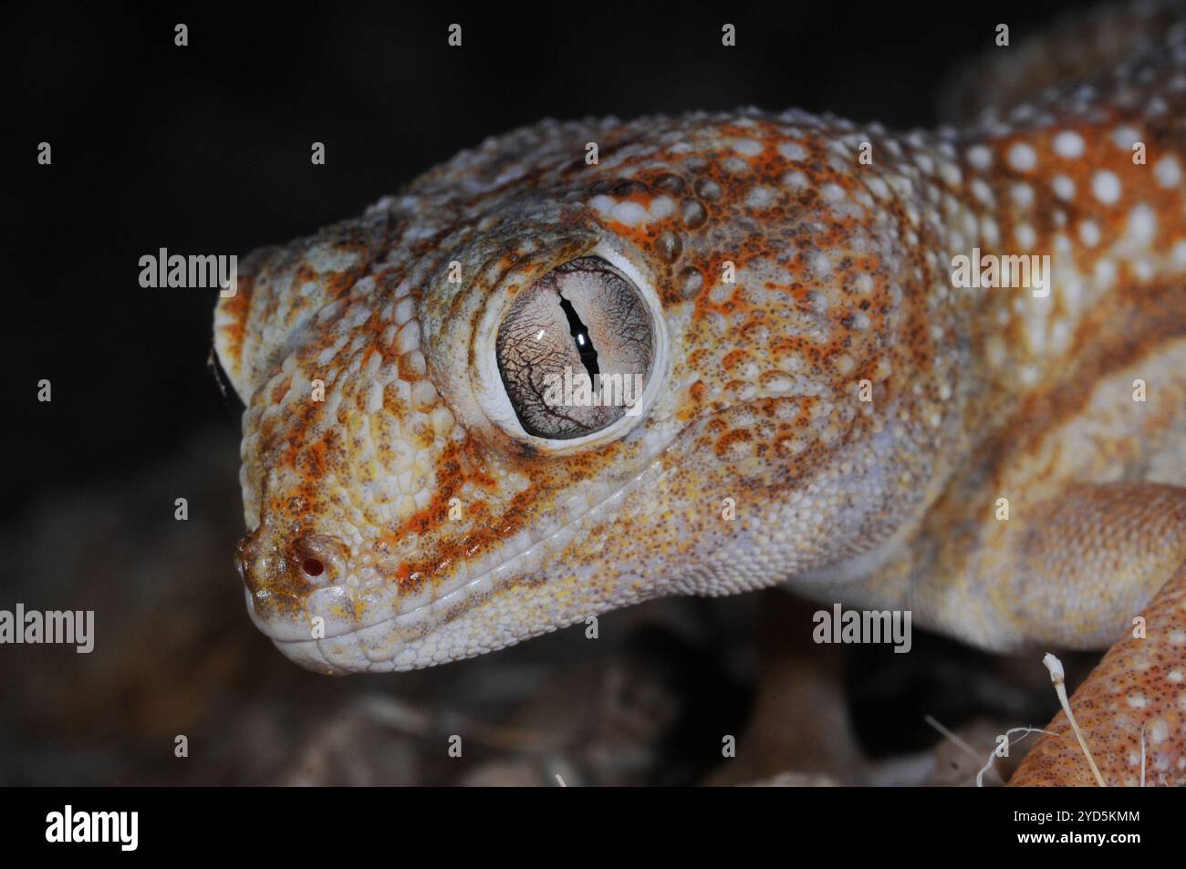 Namib Giant Ground Gecko (Chondrodactylus angulifer Stock Photo - Alamy