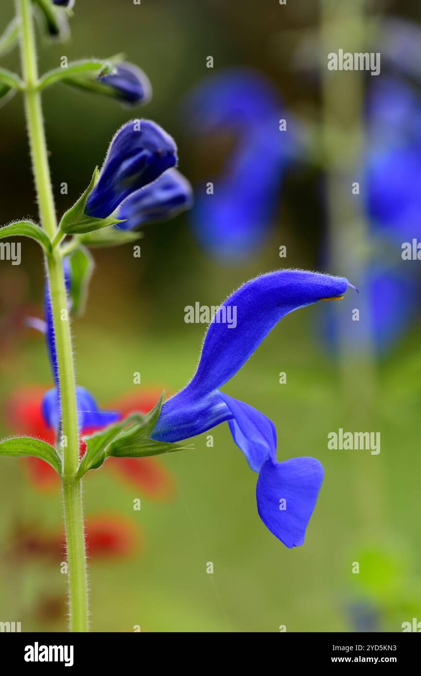 salvia patens blue angel,salvias,intense blue flowers,flowering ...