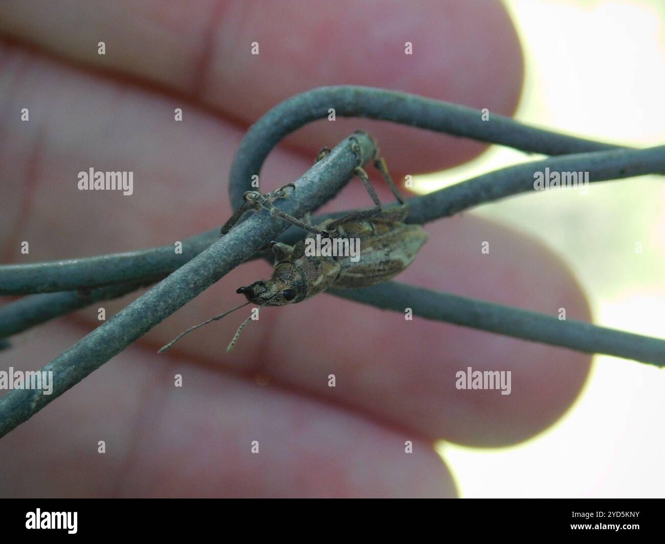 South American Fruit Tree Weevil (Naupactus xanthographus Stock Photo ...