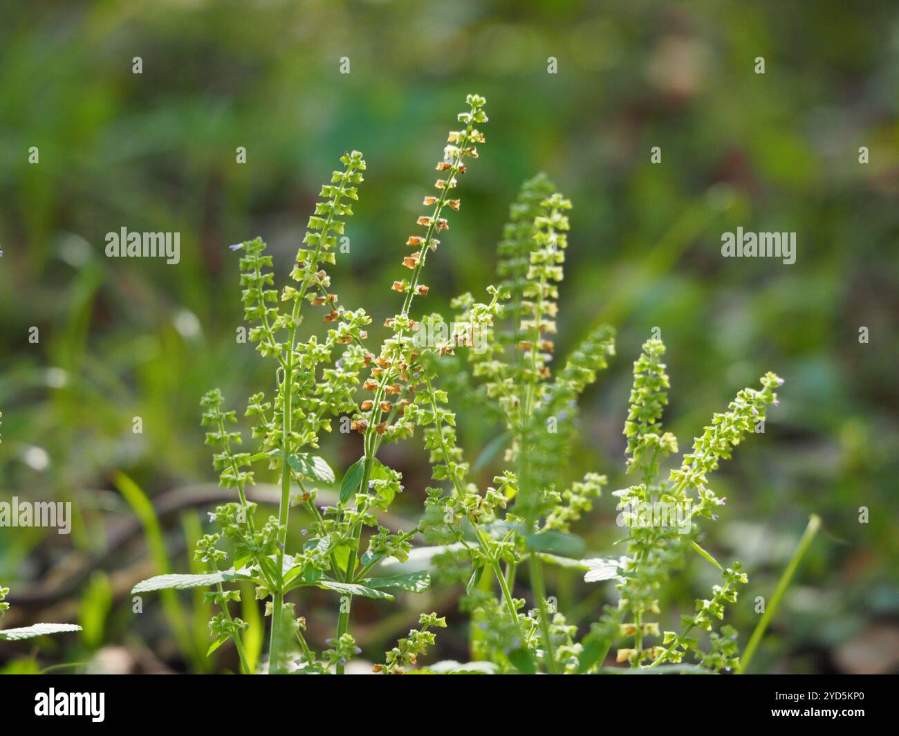 plebeian sage (Salvia plebeia Stock Photo - Alamy