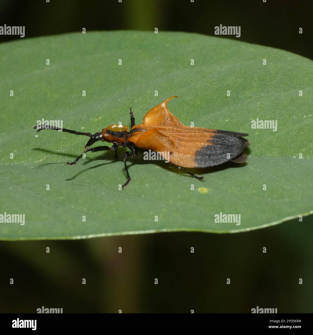 Netwing Beetles (Lycus Stock Photo - Alamy