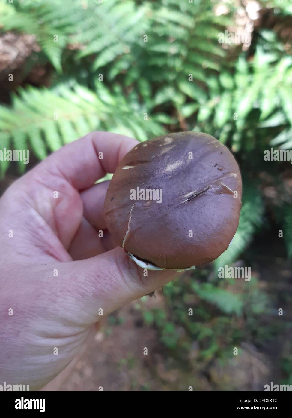 Purple-veiled Slippery Jack (Suillus luteus Stock Photo - Alamy