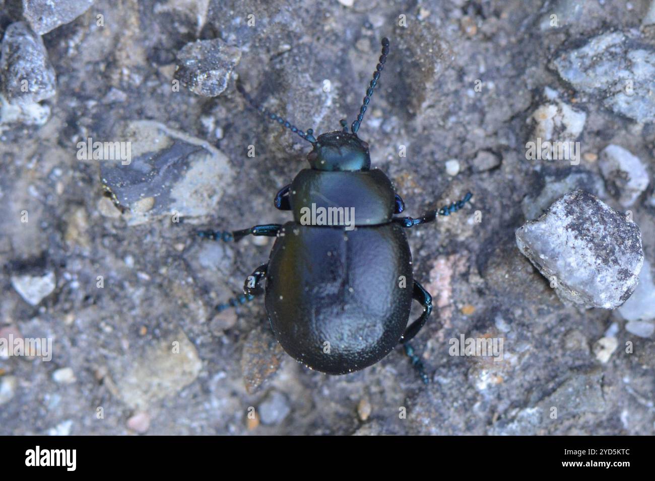 Lesser Bloody-nosed Beetle (Timarcha goettingensis Stock Photo - Alamy