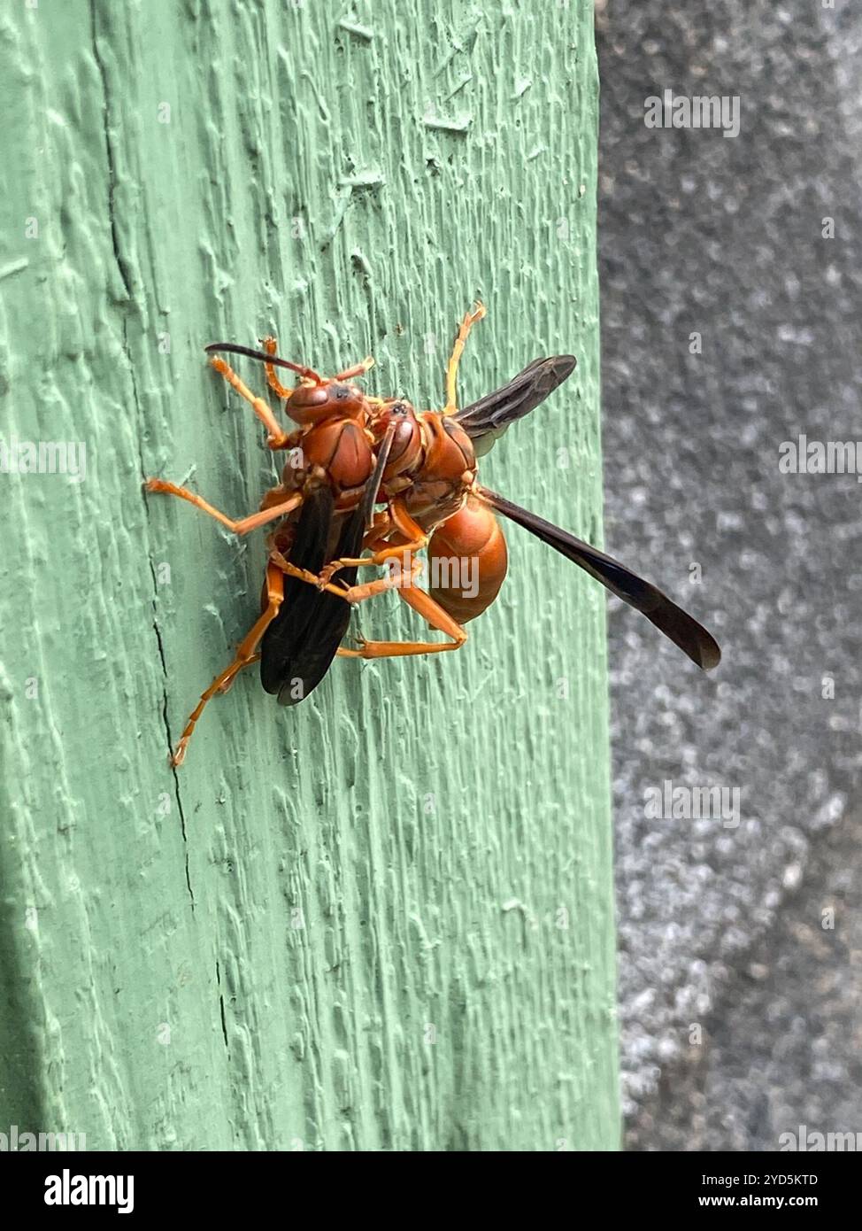 Coarse-backed Red Paper Wasp (Polistes rubiginosus Stock Photo - Alamy