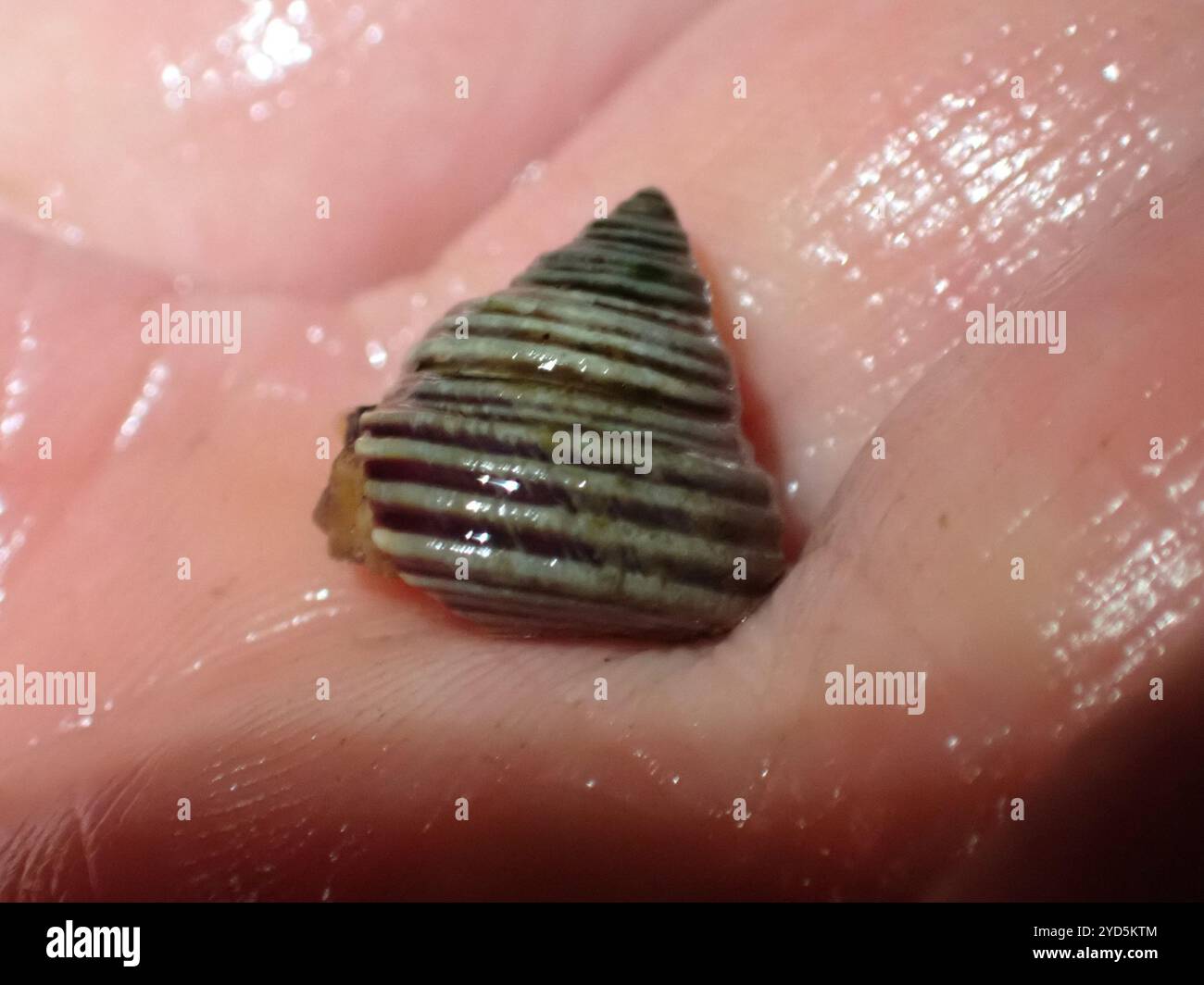 Blue ringed top snail hi-res stock photography and images - Alamy
