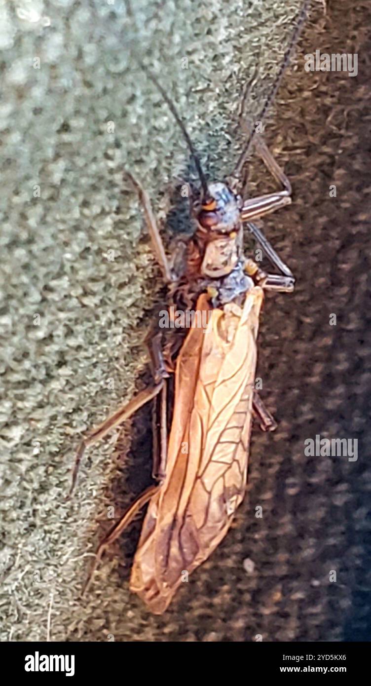 Winter Stoneflies (Taeniopterygidae Stock Photo - Alamy