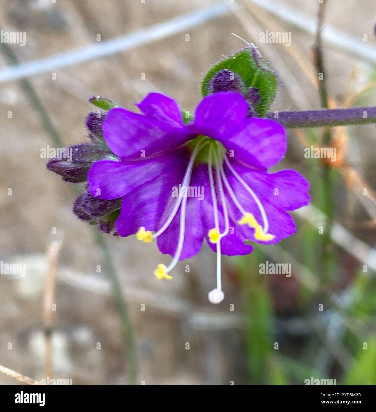 Wishbone Bush (Mirabilis laevis Stock Photo - Alamy