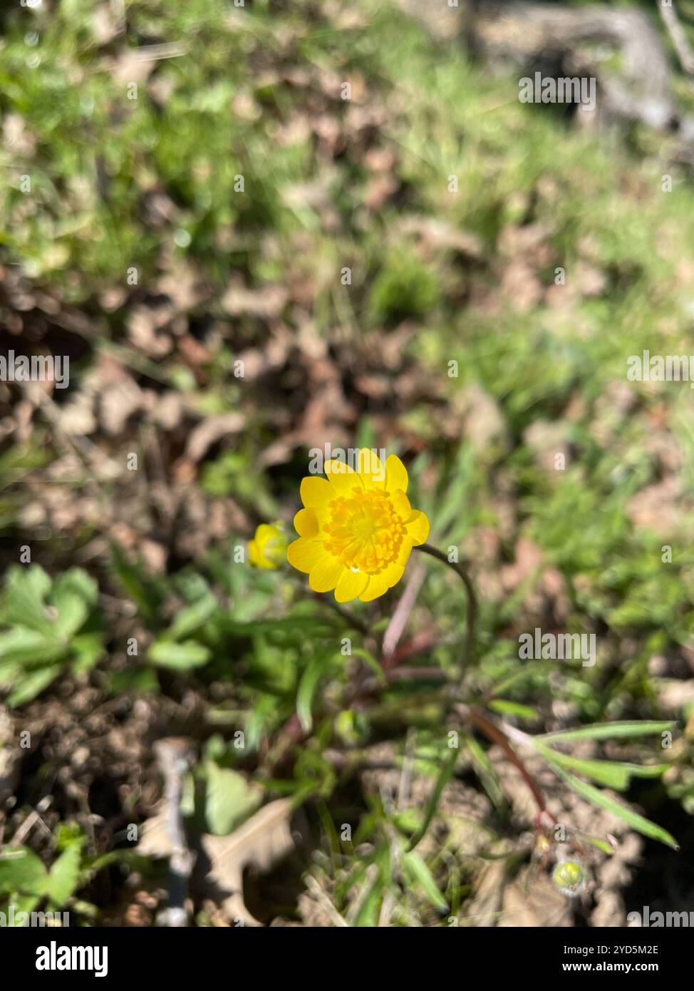 California buttercup (Ranunculus californicus Stock Photo - Alamy