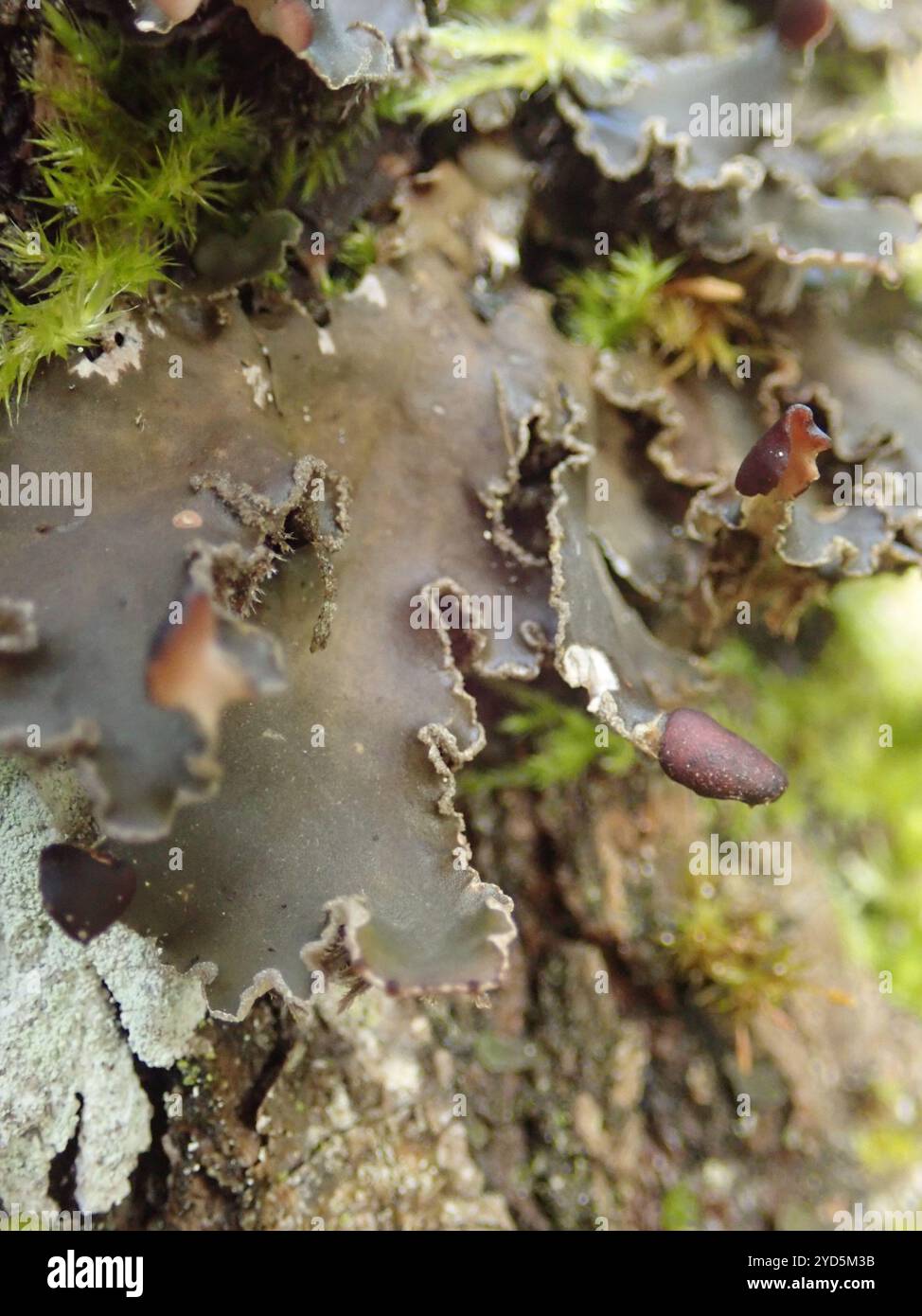 tree pelt lichen (Peltigera collina Stock Photo - Alamy
