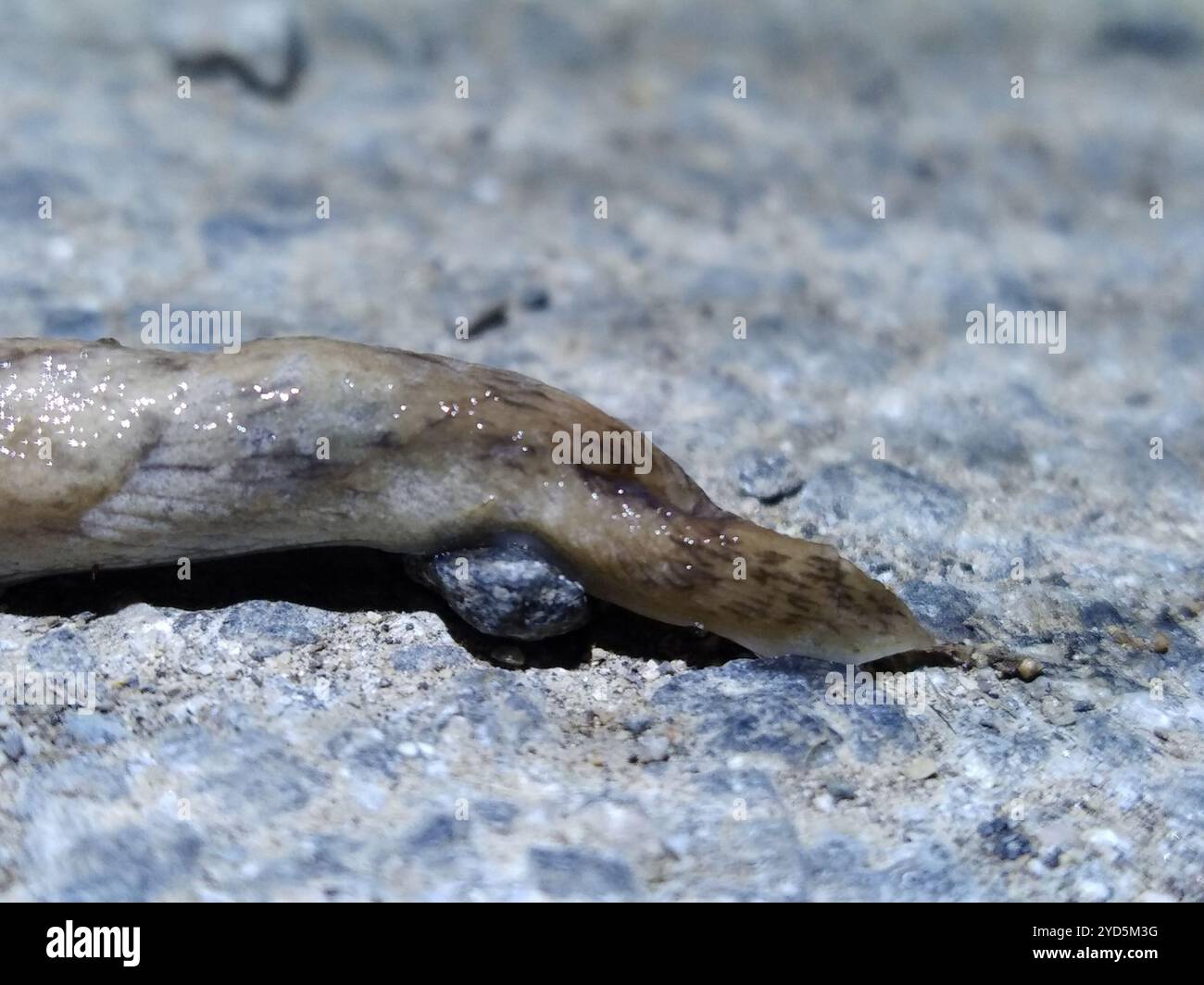 Smooth Land Slugs (Deroceras Stock Photo - Alamy