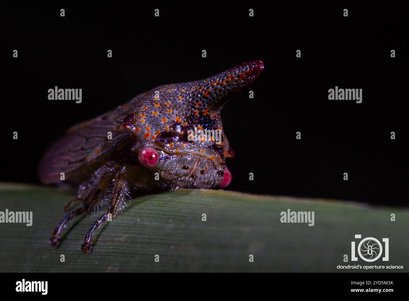 Oak Treehopper (Platycotis vittata Stock Photo - Alamy