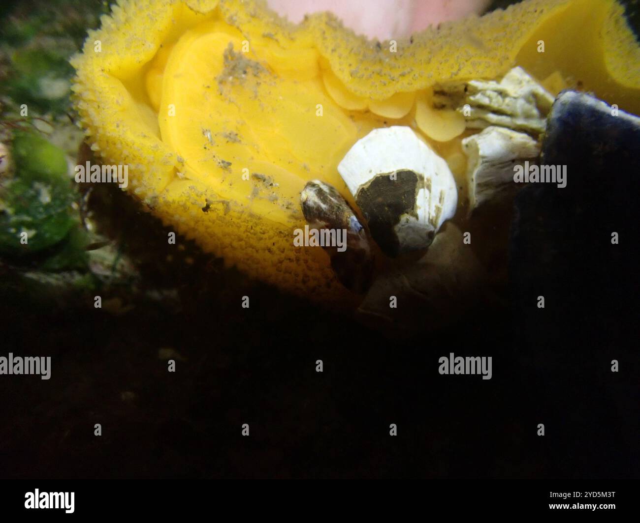 Doris montereyensis hi-res stock photography and images - Alamy