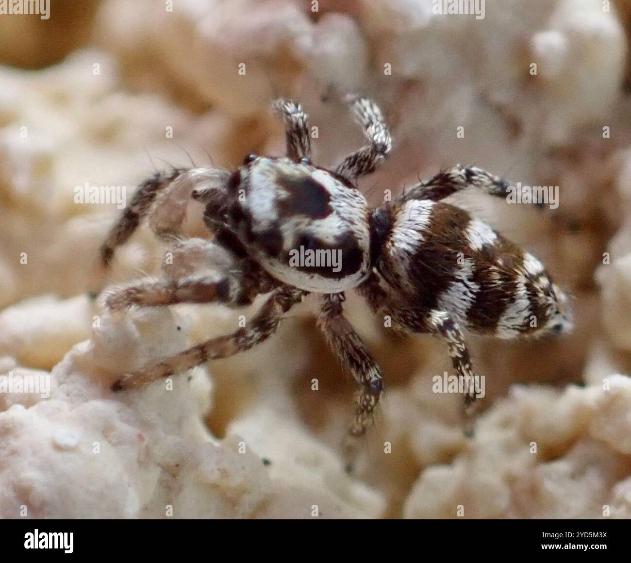 Zebra Jumping Spider (Salticus scenicus Stock Photo - Alamy