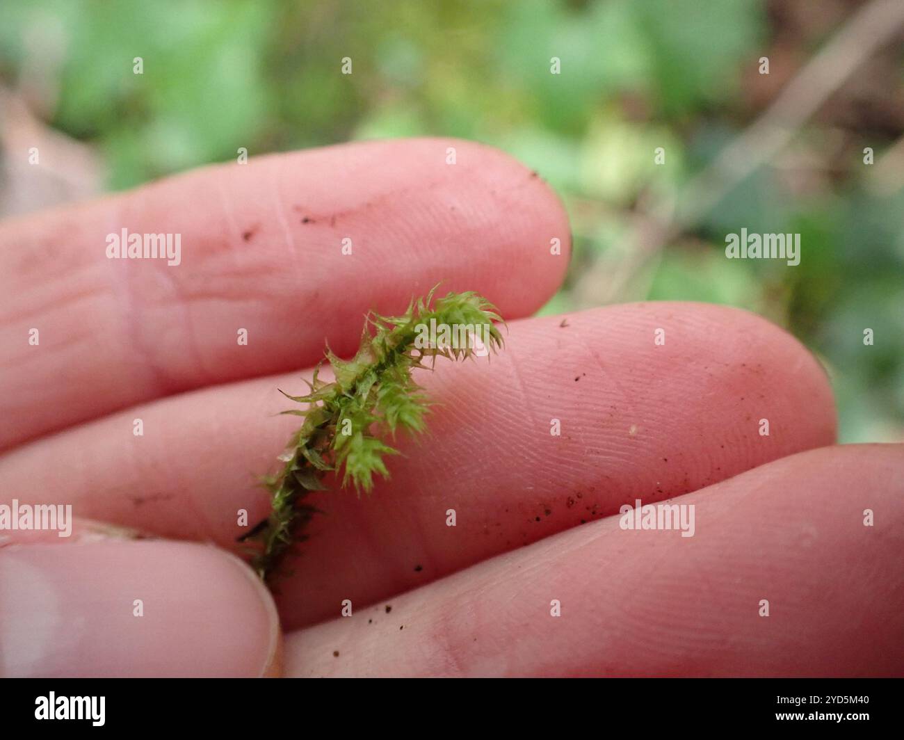 rough goose neck moss (Hylocomiadelphus triquetrus Stock Photo - Alamy