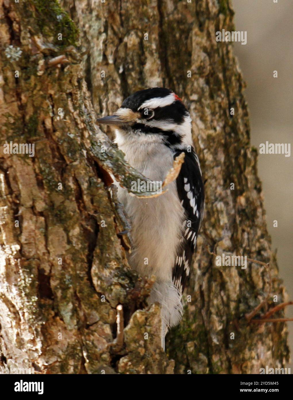 Downy Woodpecker (Dryobates pubescens Stock Photo - Alamy