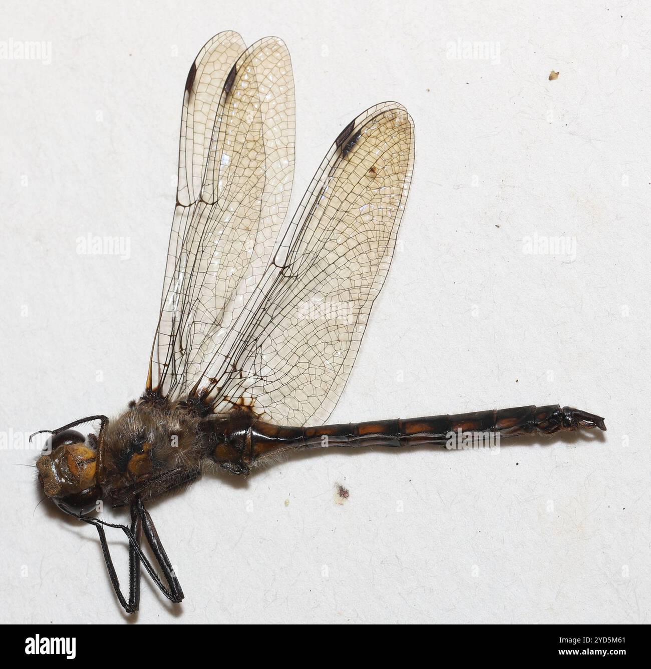 Beaverpond Baskettail (Epitheca canis Stock Photo - Alamy