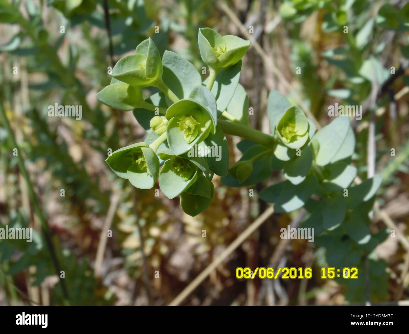 Sea Spurge (Euphorbia paralias Stock Photo - Alamy