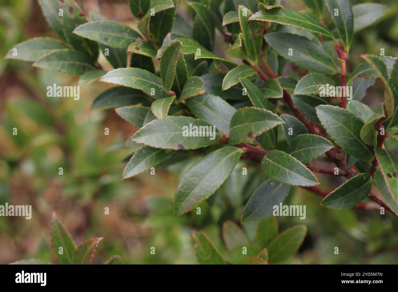 Costa Rican blueberry (Vaccinium consanguineum Stock Photo - Alamy
