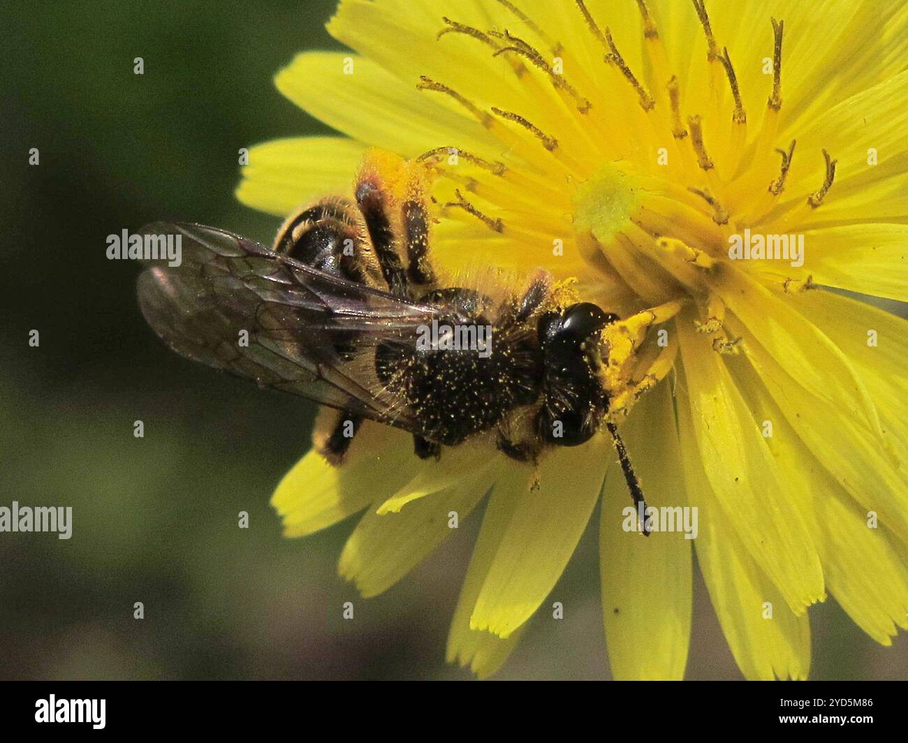 Mining Bees (Andrena Stock Photo - Alamy