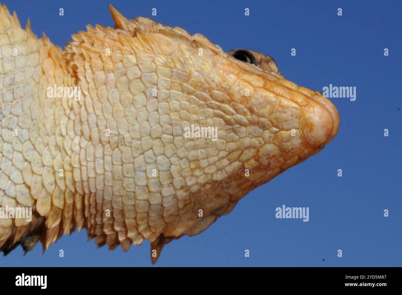 Karoo Girdled Lizard (Karusasaurus polyzonus Stock Photo - Alamy