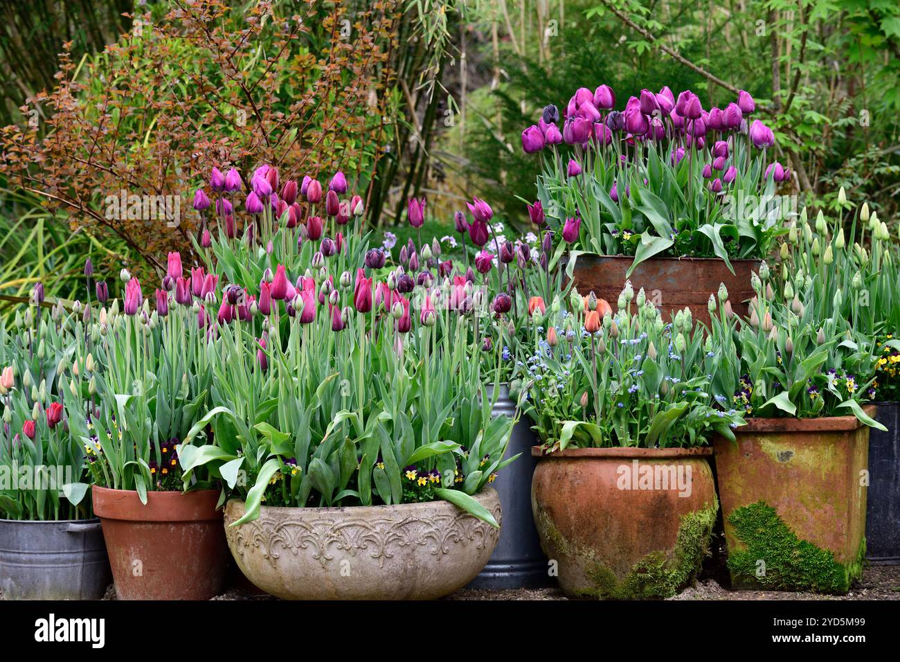 Tulipa paul scherer and tulipa ronaldo,tulip combination,tulips in pots ...