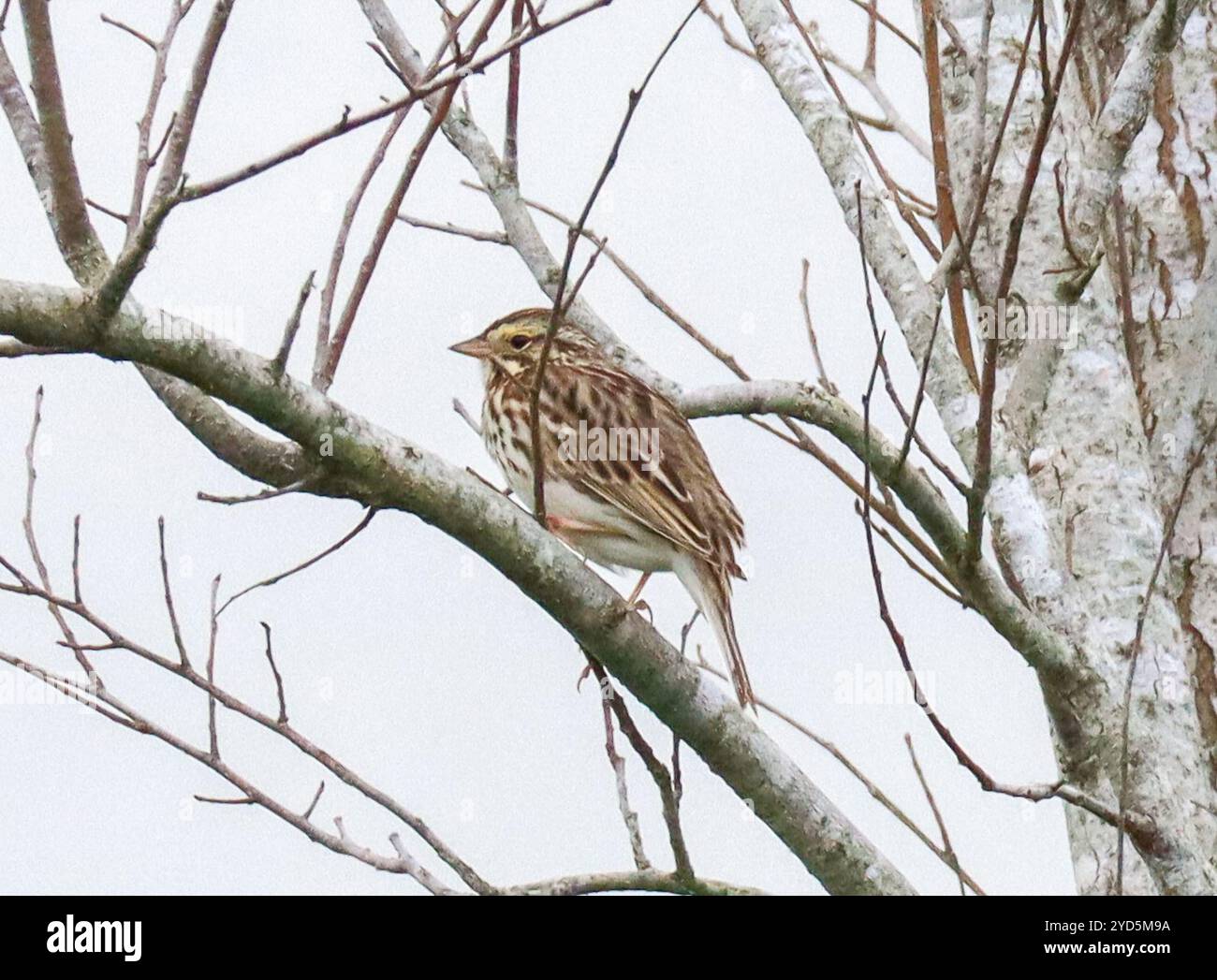 Savannah Sparrow (Passerculus sandwichensis Stock Photo - Alamy