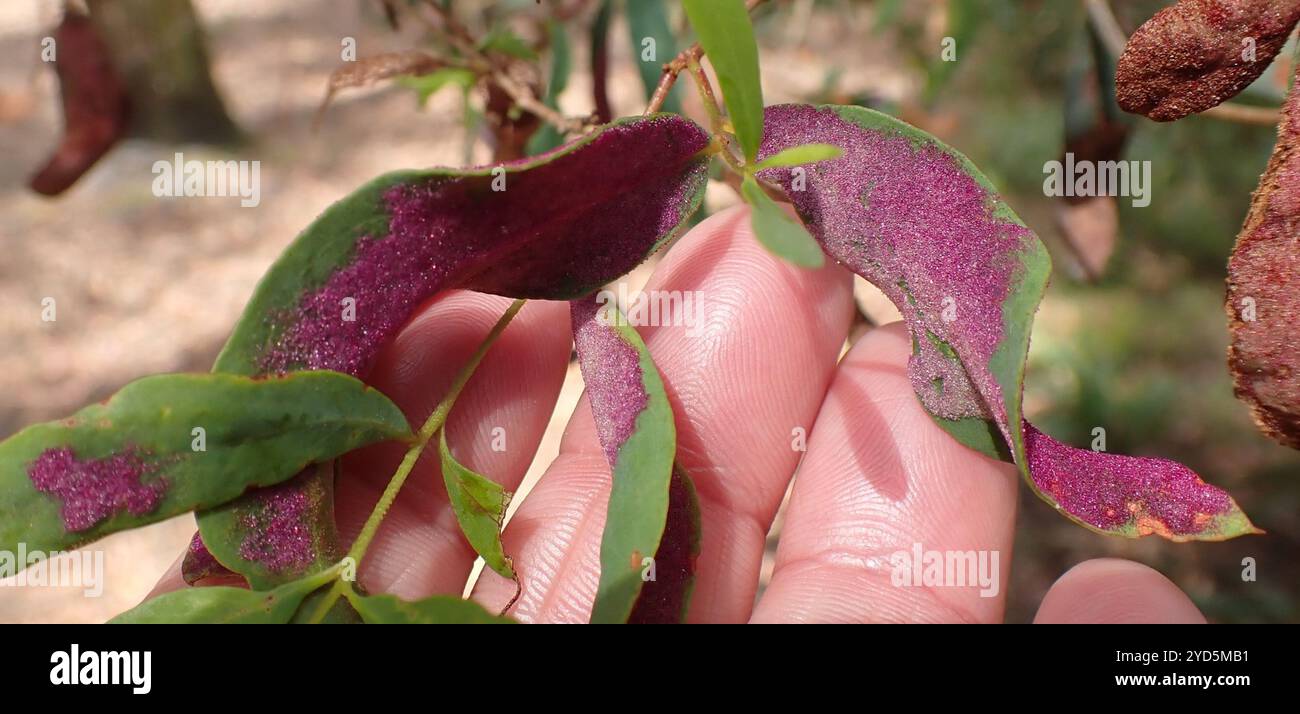 Gall and Rust Mites (Eriophyidae Stock Photo - Alamy