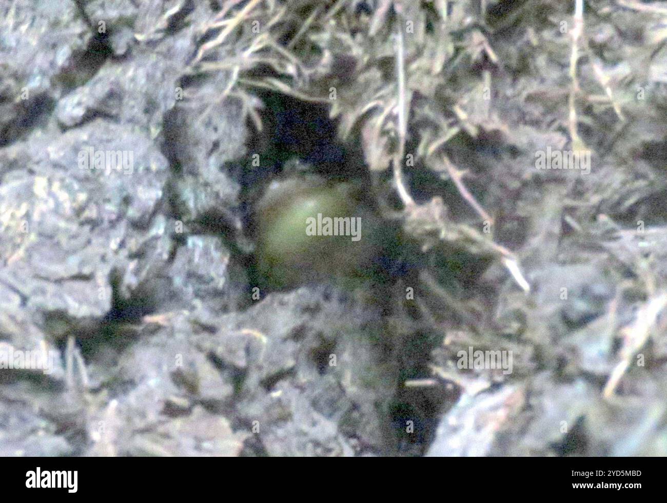 Lesser Snouted Tree Frog (Scinax nasicus Stock Photo - Alamy