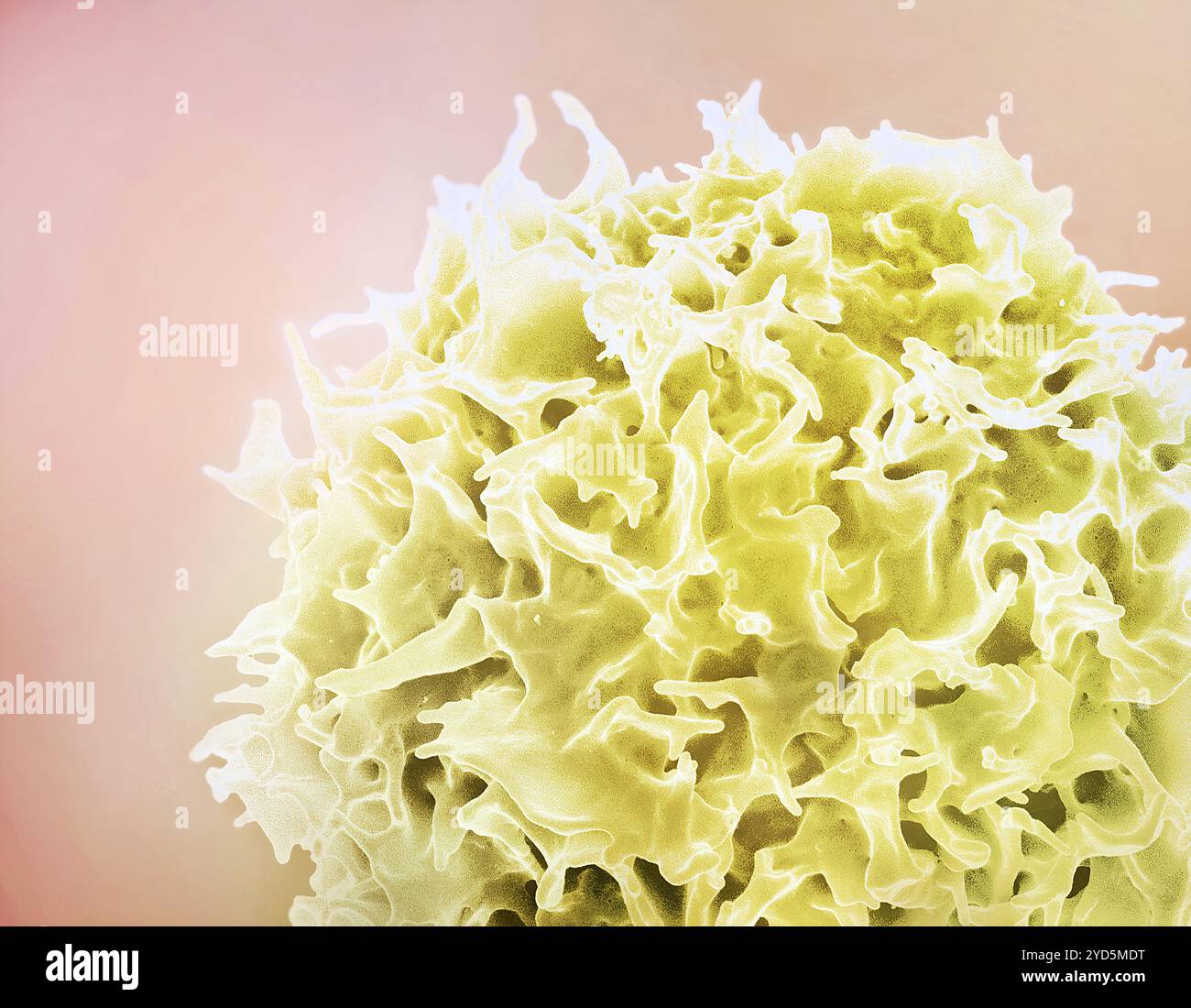 Colorized scanning electron micrograph of a T lymphocyte (also known as ...