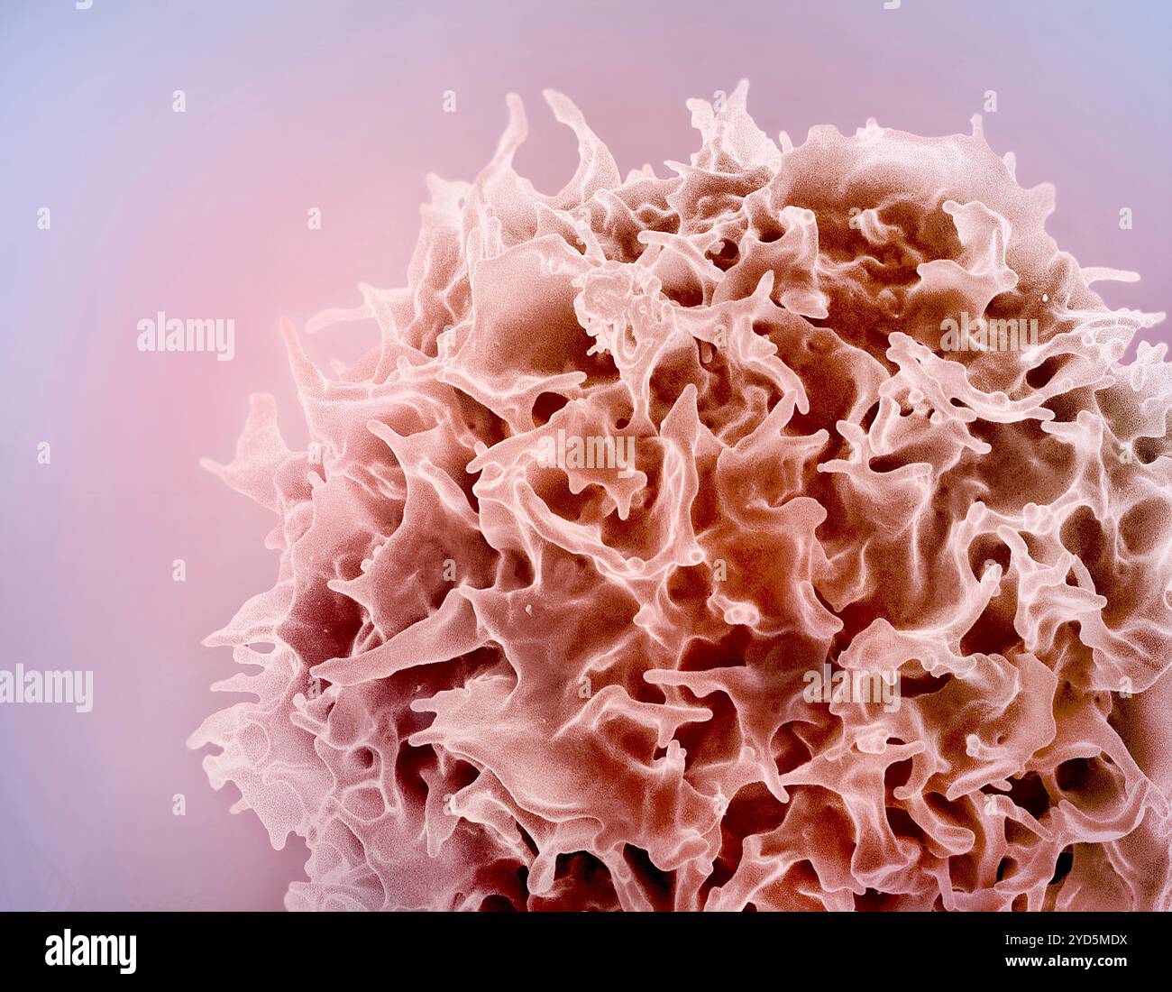 Colorized scanning electron micrograph of a T lymphocyte (also known as ...