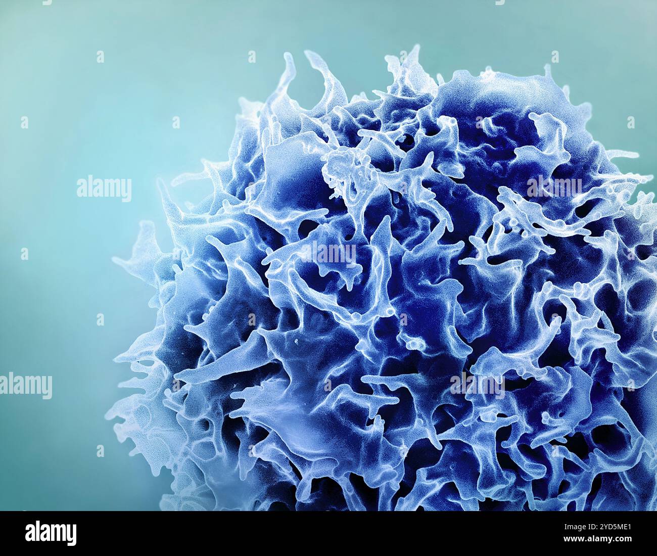 Colorized scanning electron micrograph of a T lymphocyte (also known as ...