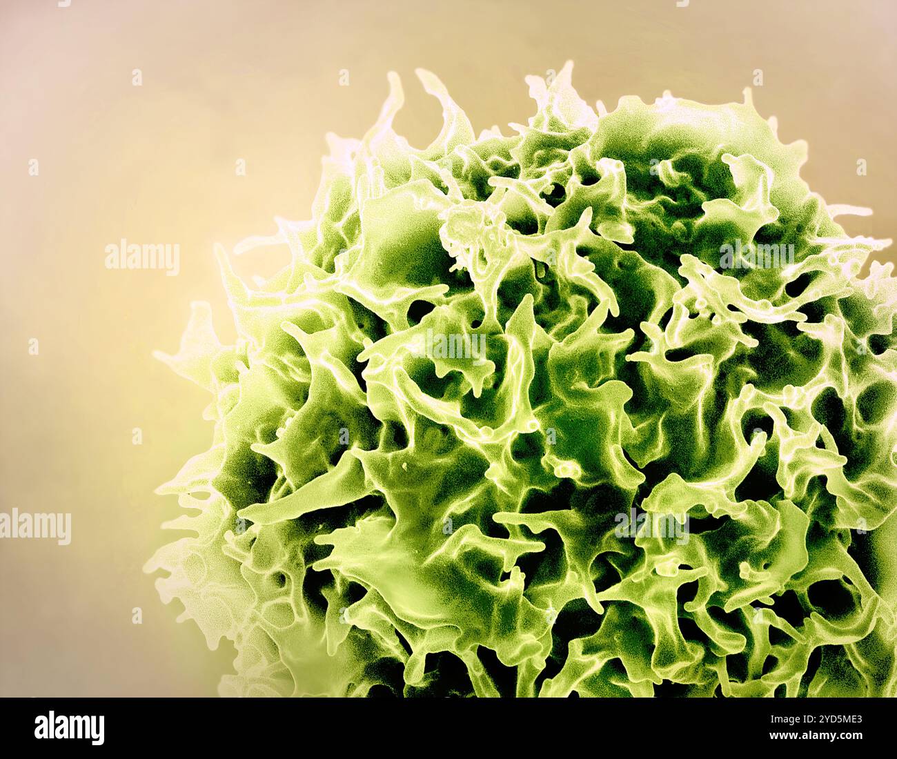 Colorized scanning electron micrograph of a T lymphocyte (also known as ...