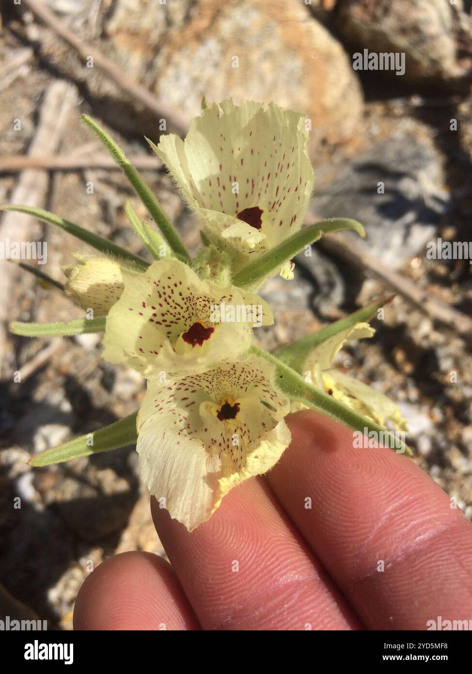 ghost flower (Mohavea confertiflora Stock Photo - Alamy