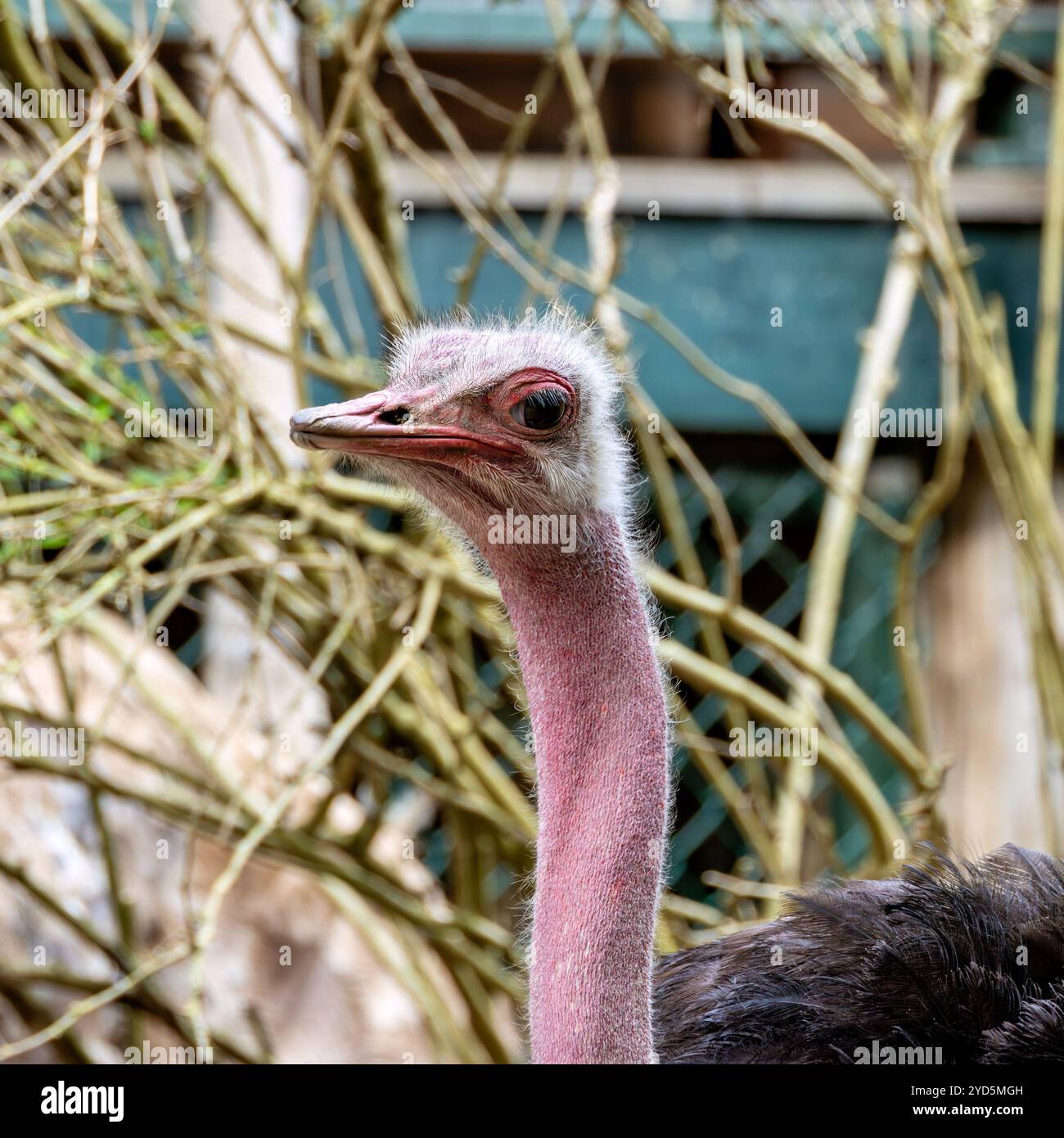 The ostrich is the world's largest bird, primarily herbivorous, grazing ...