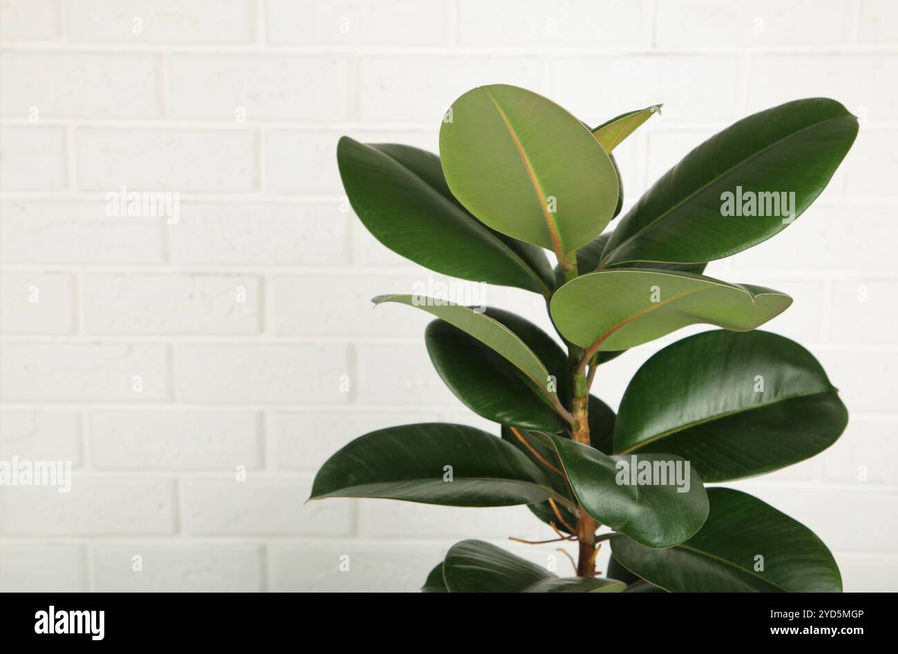 Ficus elastica robusta houseplant, commonly known as a rubber tree ...