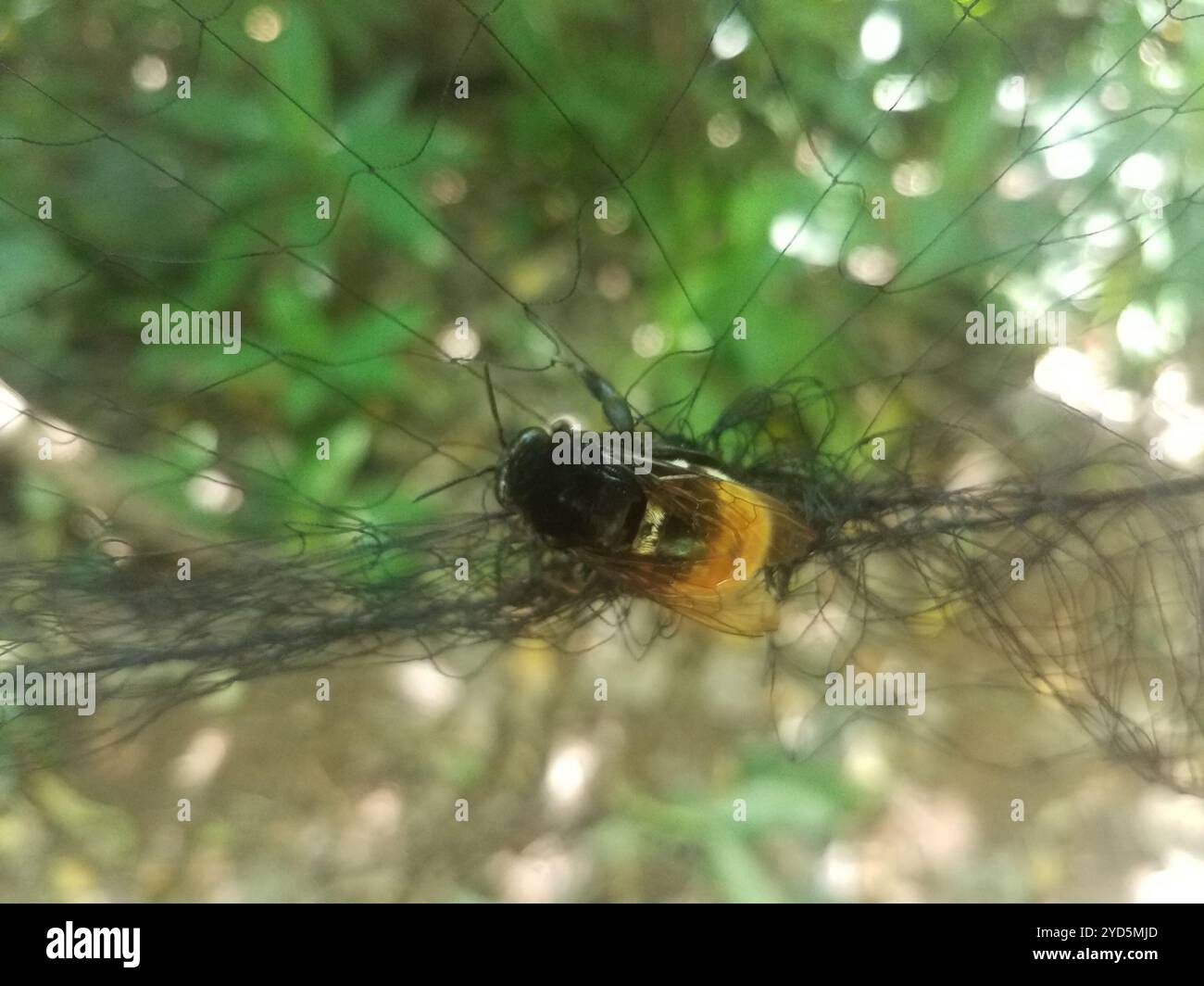 Belted Orchid bee (Eulaema cingulata Stock Photo - Alamy