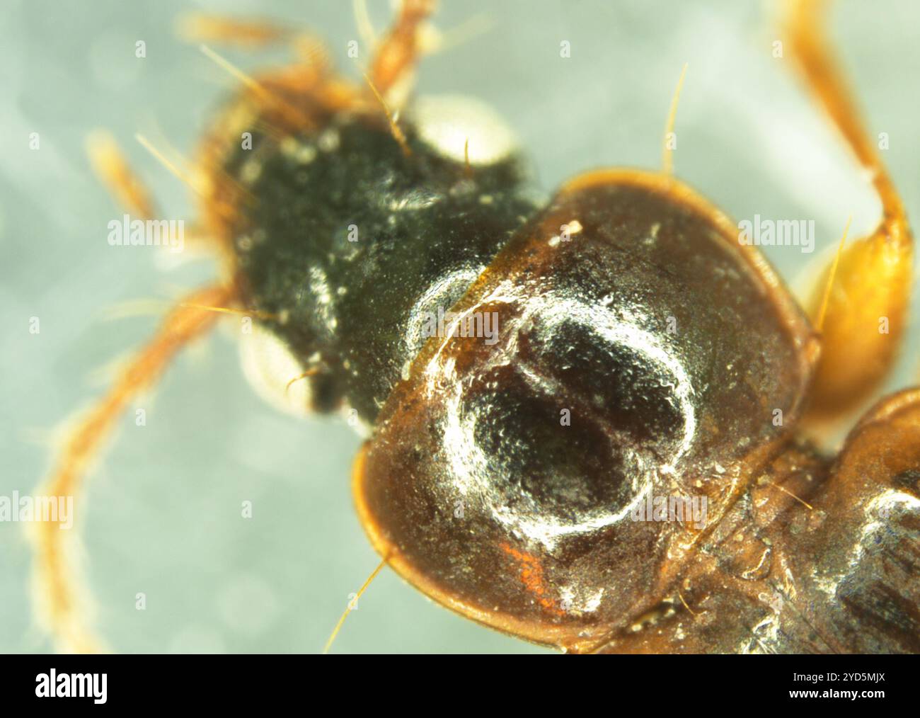 Trechus quadristriatus hi-res stock photography and images - Alamy