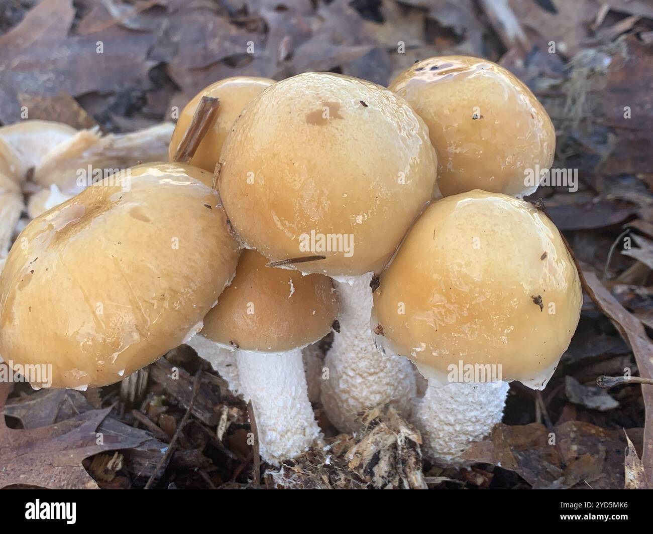 Questionable Stropharia (Stropharia ambigua Stock Photo - Alamy