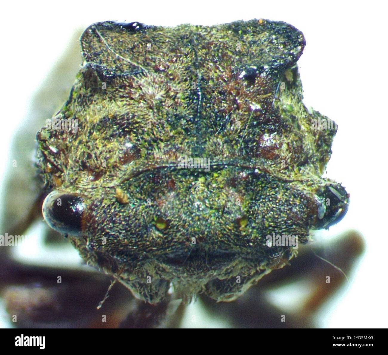 Perditus hi-res stock photography and images - Alamy