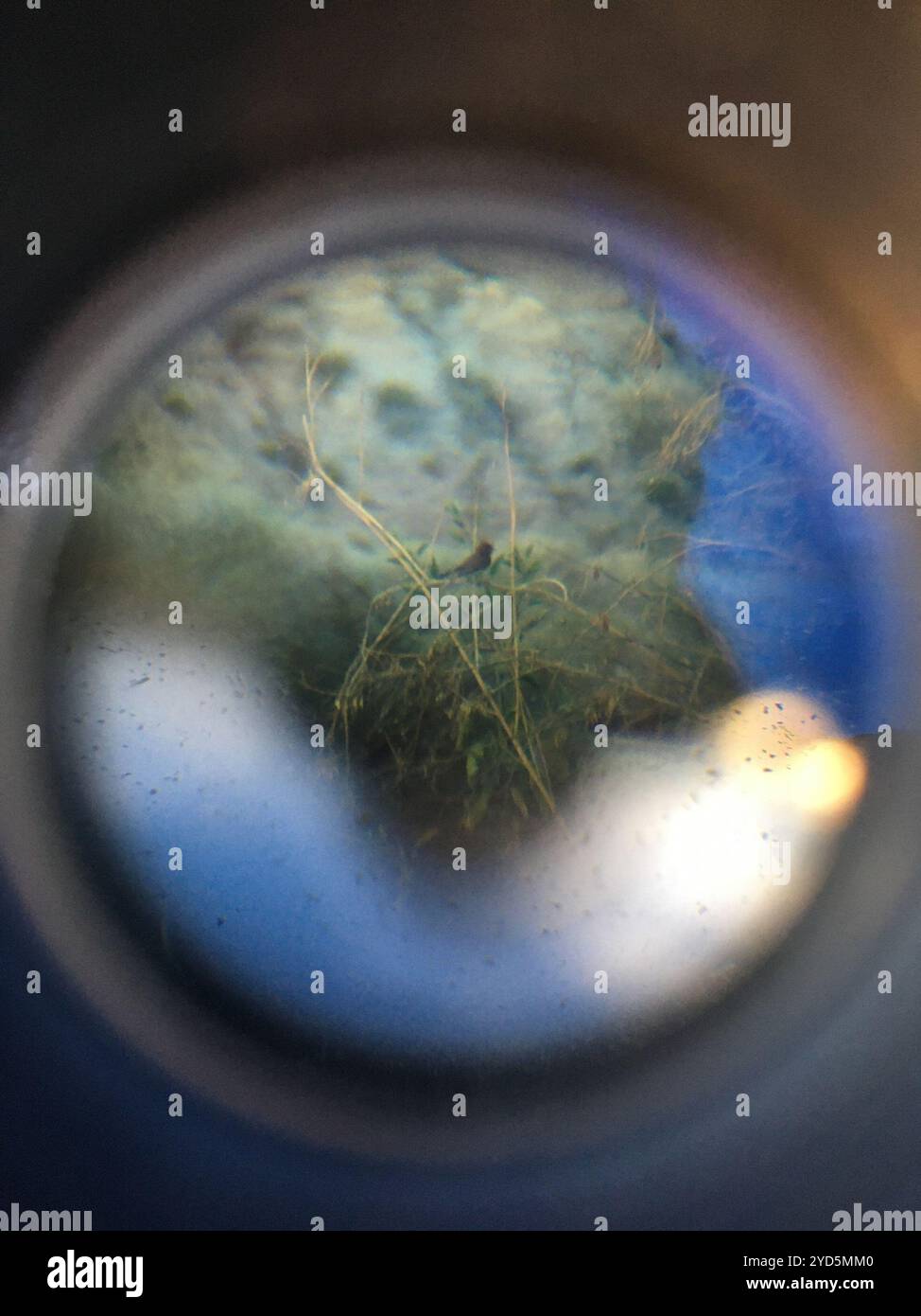 Green-tailed Towhee (Pipilo chlorurus Stock Photo - Alamy