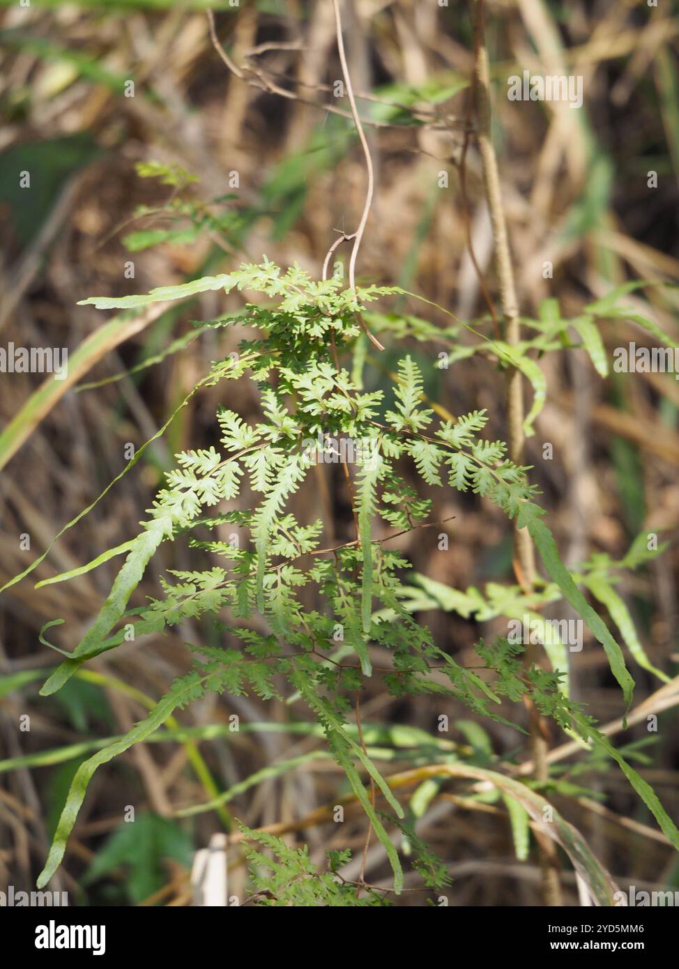 Japanese climbing fern (Lygodium japonicum Stock Photo - Alamy