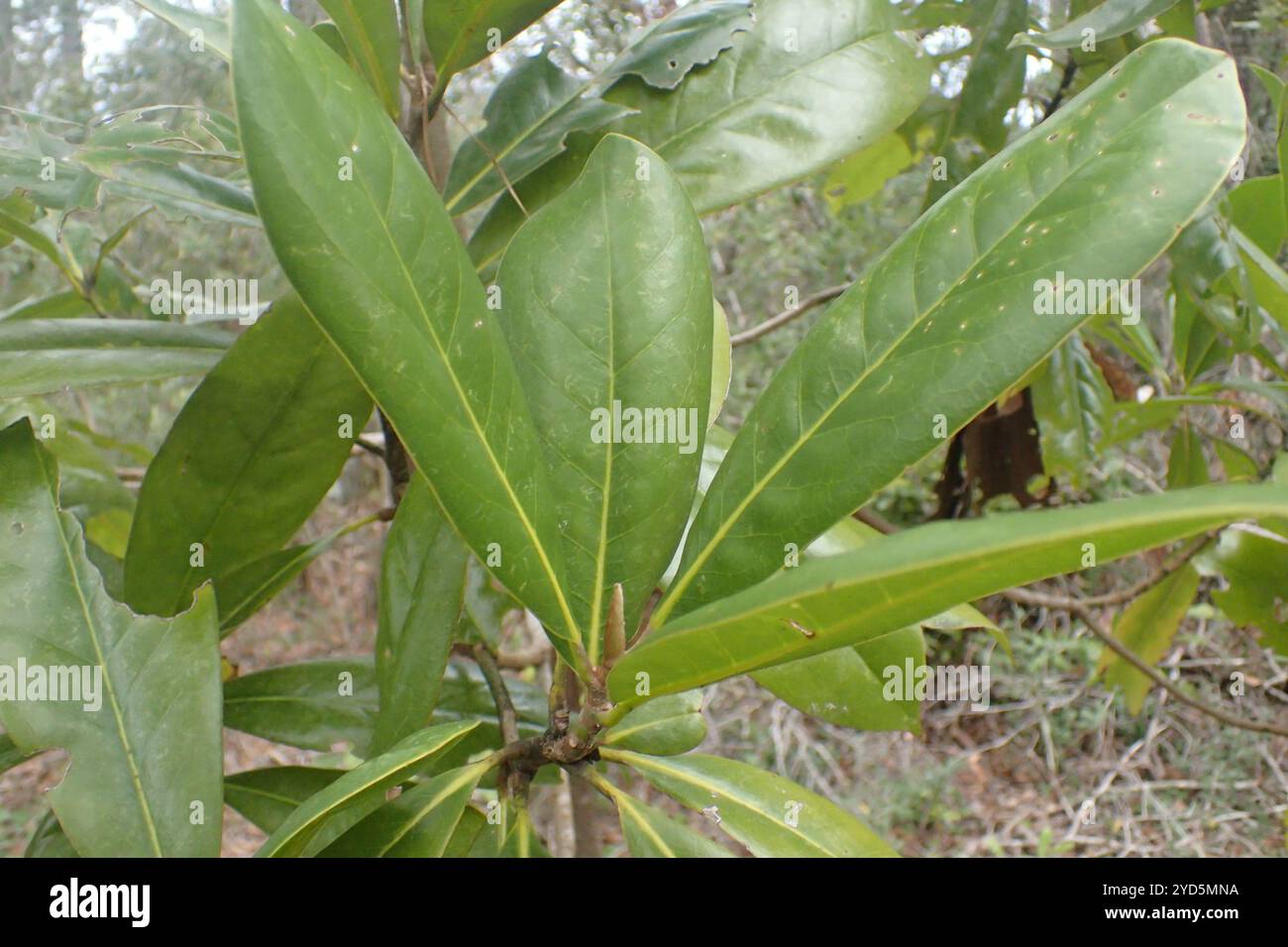 southern magnolia (Magnolia grandiflora Stock Photo - Alamy