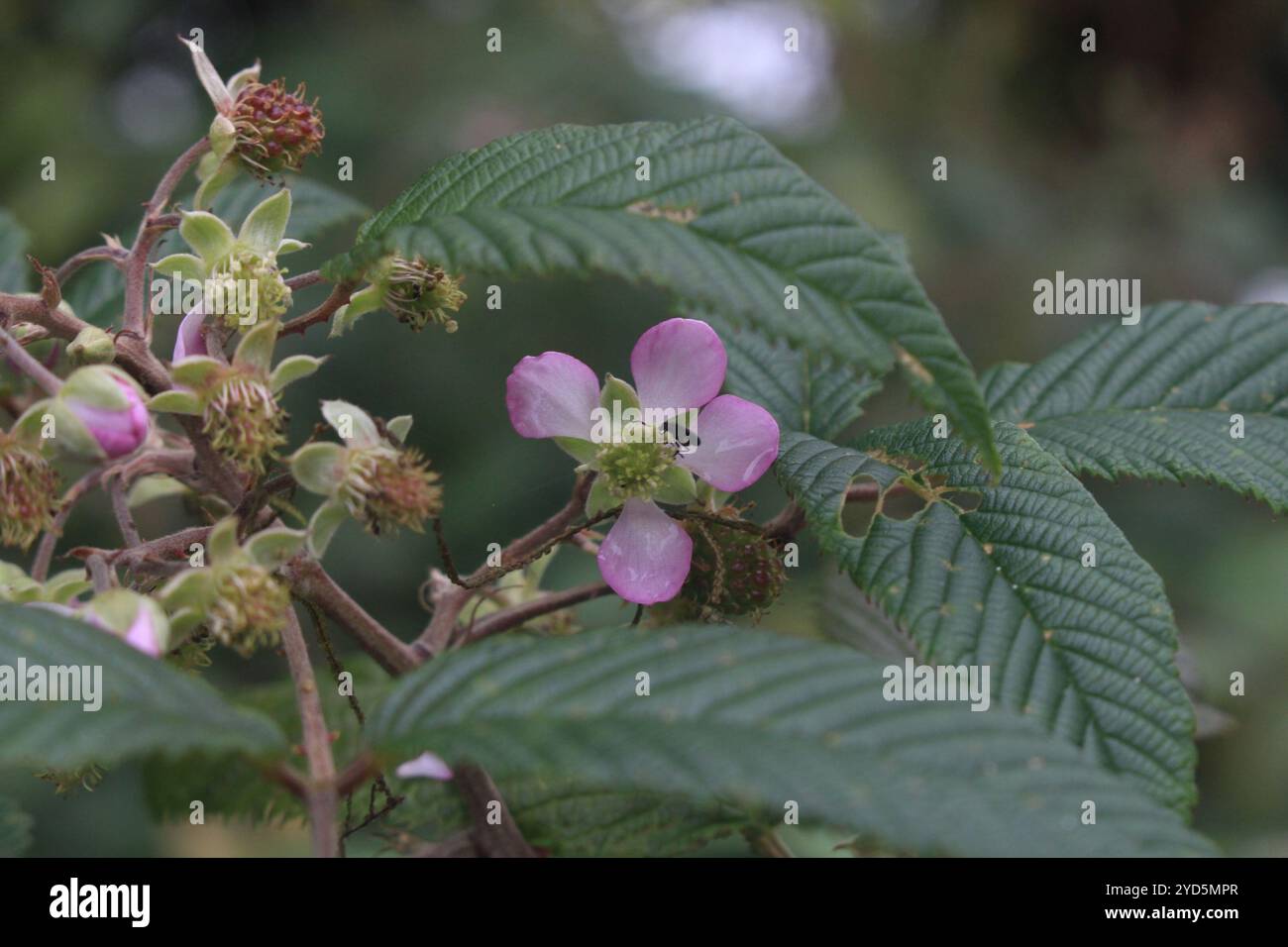 Andean Raspberry (Rubus glaucus Stock Photo - Alamy